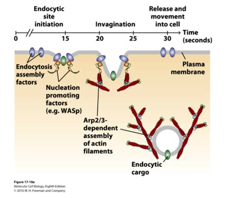 CH Cell Organization And Movement I Microfilaments Flashcards Quizlet