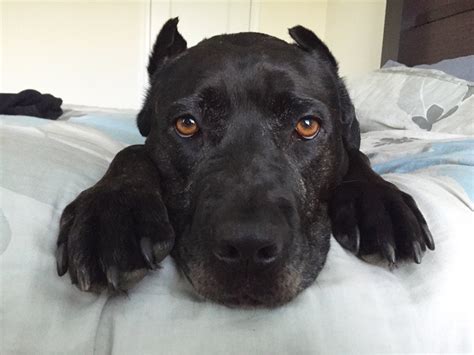 We Adopted This 6 Year Old Cane Corso From The Shelter A Few Months