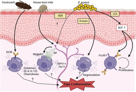 Skin Mast Cells And Environmental Factors In Atopic Dermatitis Lta