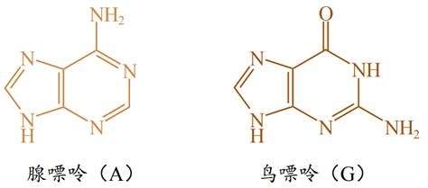 【文化课学习笔记】【化学】选必三：合成高分子and生物大分子 向日葵reta 博客园