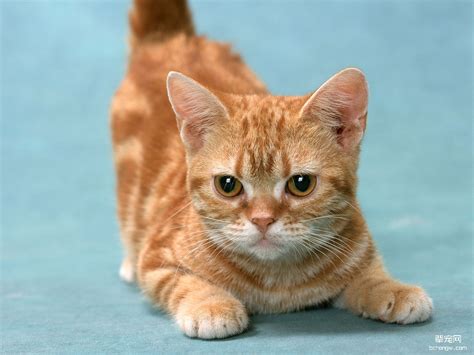 可爱小黄猫高清壁纸 辈宠网