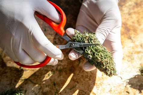 The Top 5 Best Trimming Scissors For Cutting Weed In 2025 Herb