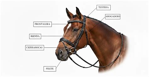 Partes De La Cabezada De Un Caballo Tienda Hípica Online