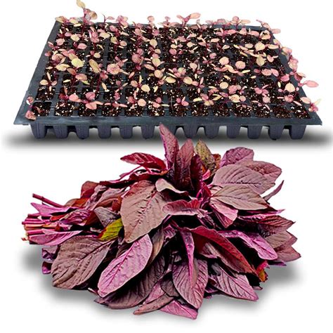 Amaranthus Seedlings Red Arun Variety Buy Online Buy N Farm