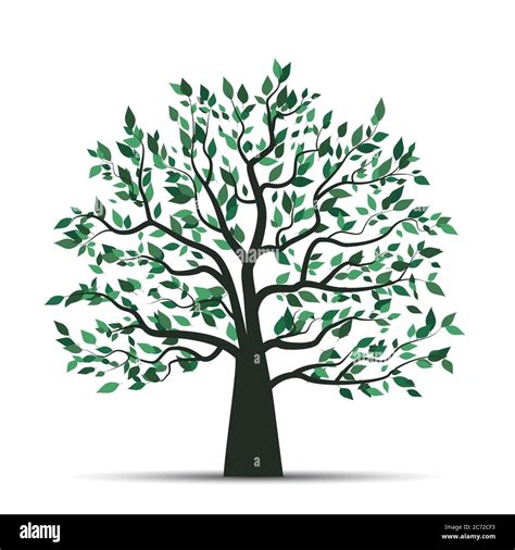 Trees With Leaves Stock Vector Image Art Alamy