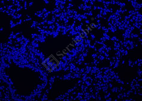 赛维尔生物服务产品servicebio武汉赛维尔生物科技有限公司