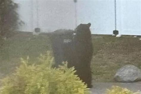 Bear Seen Picking Up Carrying Garbage Bin Outside Summerland Home Revelstoke Review