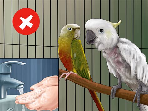 3 Ways To Treat Psittacine Beak And Feather Disease In Cockatoos