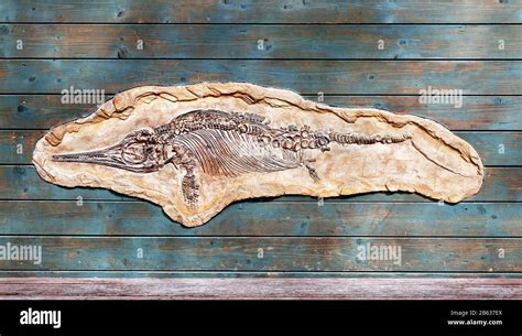 Ichthyosaurus Skeleton Imprint On Fossil Stone Famous Ancient Exhibit