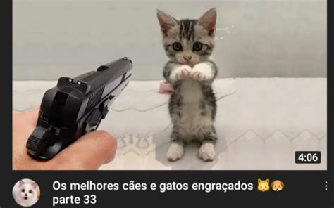 Os Melhores Cães E Gatos Engraçados Parte 33 Ifunny Brazil