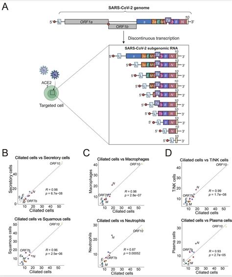 People INFECTED With SARS CoV 2 Are SHEDDING Not Only Complete VIRAL