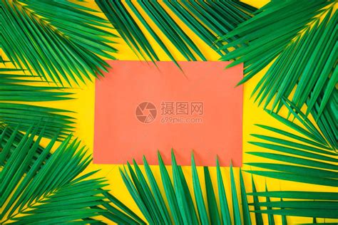 明亮的黄色背景上的绿色热带棕榈叶创造自然布局使叶子概念艺术夏季概念高清图片下载 正版图片504254919 摄图网