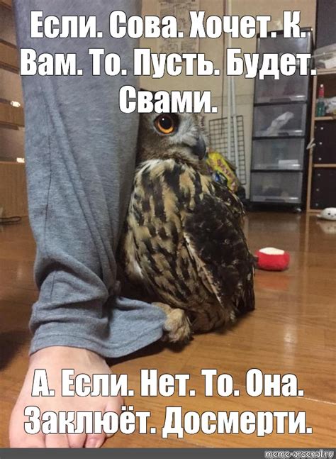 Создать мем "смешные совы, нелюбовь, совы" - Картинки - Meme-arsenal.com