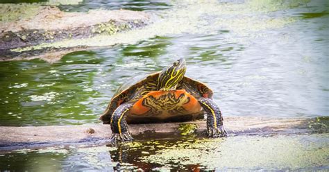Turtles In Missouri 18 Species