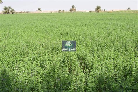 إرشادات لمزارعي الأعلاف الخضراء لزيادة الإنتاجية الفلاح اليوم