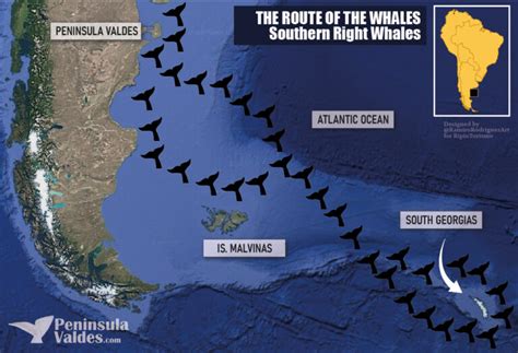 What Is The Migration Route Of The Southern Right Whale Throughout The