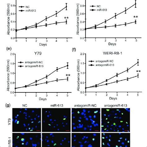 Mir 613 Suppresses Rb Cell Proliferation A Qrt Pcr Analysis Of