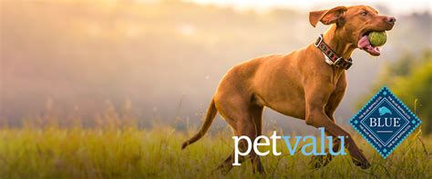 Morris Animal Foundation Announces Newly Funded Canine Mammary Cancer Study