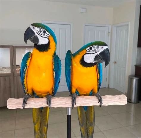 Polly And Zazu Talkative Birds Paradise Home