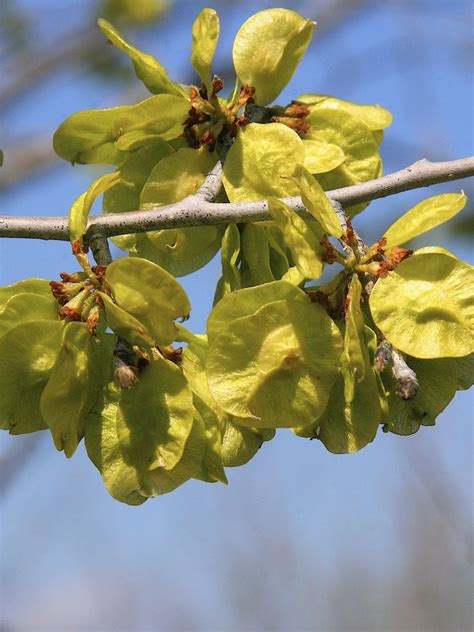 Franklin And Marshall Slippery Elm Ulmus Rubra
