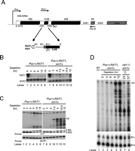 Efficient termination of transcription by RNA polymerase I requires the ...