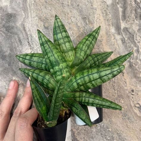 Растение ⌀ 5 Sansevieria CYLINDRICA 'INTI' (Сансевьера, Сансевиерия ...