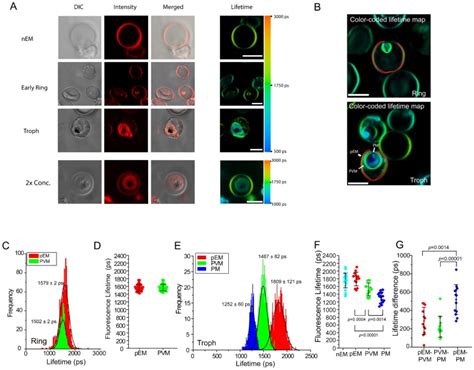 A Images And Flim Color Maps Of Di 4 Labeled Non Parasitized And