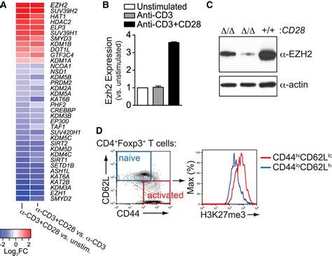 The Chromatin Modifying Enzyme Ezh2 Is Critical For The Maintenance Of Regulatory T Cell