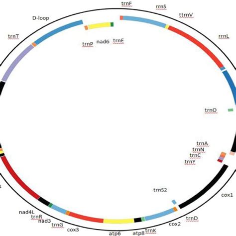 Complete Mitochondrial Genome Organization And Mitogene Arrangement Of