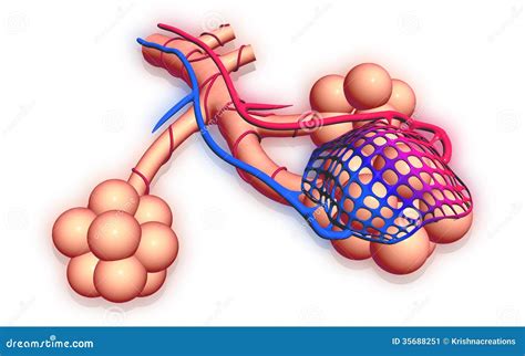 Alveoli Stock Image Image 35688251
