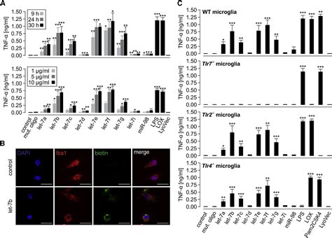 Let 7 Micrornas Regulate Microglial Function And Suppress Glioma Growth