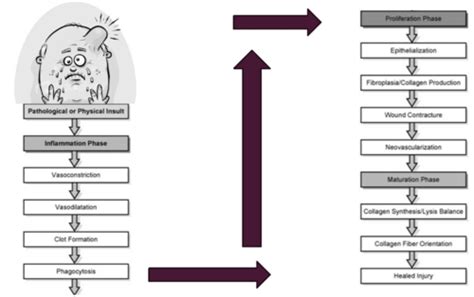 Chapter 3 Inflammation And Tissue Healing Flashcards Quizlet