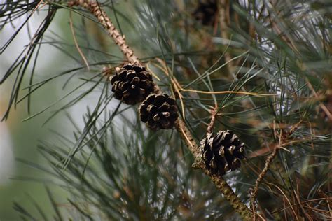 Tree Spruce Cones Pine Free Photo On Pixabay Pixabay