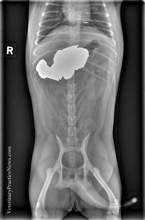 20 Of The World S Most Bizarre X Rays Artofit