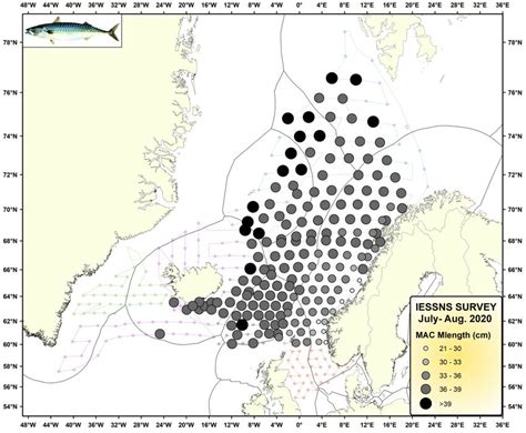 Average Length Of Mackerel At Predetermined Surface Trawl Stations