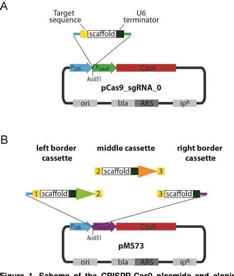 Figure 1 From Single And Multiplexed Gene Editing In Ustilago Maydis Using Crispr Cas9