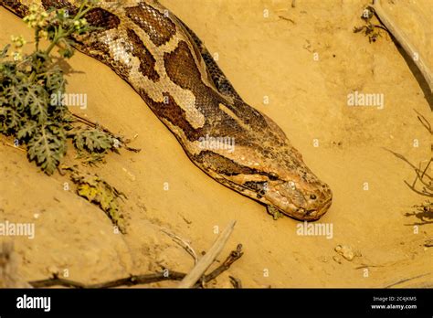 A Python In The Forest Bharatpur Bird Sanctuary Stock Photo Alamy