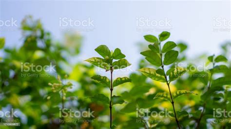 흐릿한 푸른 하늘 배경에 Wrightia 꽃 나무의 녹지 잎의 가지 정원에서 향기로운 식물 배경 이미지에 대한 선택적 초점 0