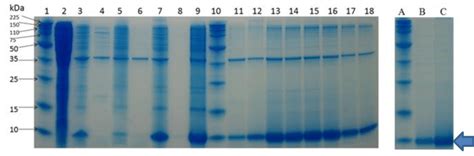 Sds Page Of Hiv 1 Protease The Reducing Tris Tricine Gel Illustrates