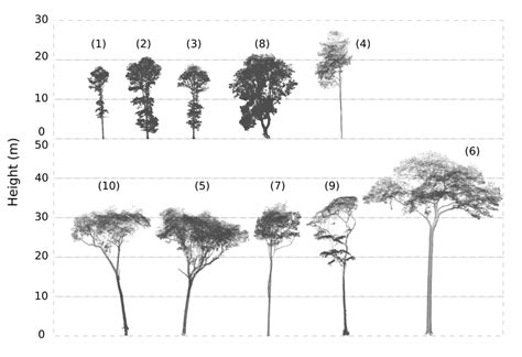 Tls Point Cloud Representations Of The 10 Field Scanned Trees Used In