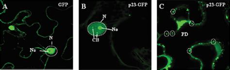 Confocal Laser Scanning Microscopy Of Nicotiana Benthamiana Leaves Download Scientific Diagram