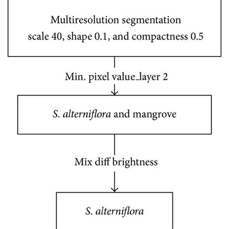 The Spatial Distribution Of S Alterniflora Download Scientific Diagram