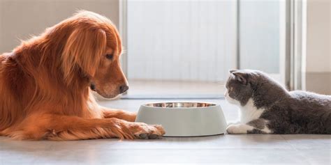 Comida Para Perros Y Gatos Conoce Las Dietas Húmedas Fanáticos De