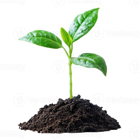 Green Plant Sprout Close Up On Transparent Background 59320533 PNG