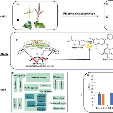 Response Of S Miltiorrhiza Phenotypes To Flavonoids A Surface View