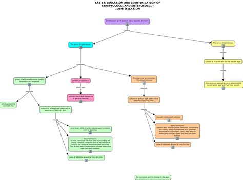 Lab 14 Isolation And Identification Of Streptococci And Enterococc