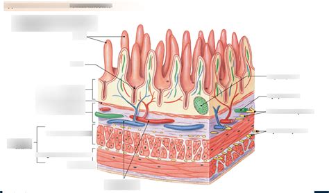 Hphy244 Small Intestine Cross Section Diagram Quizlet