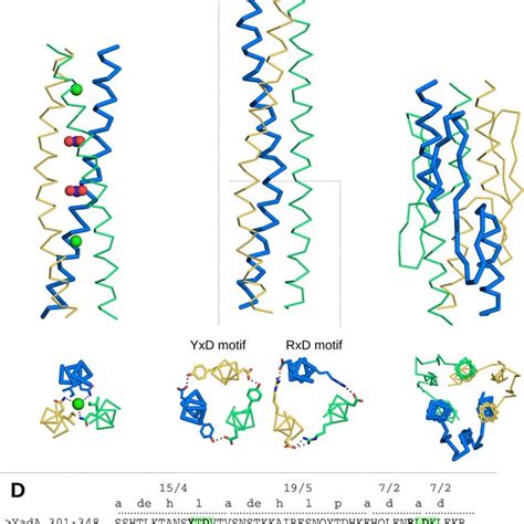 Coiled Coils With Polar Cores A Schematic Representation Of A