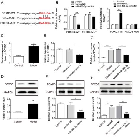 MiR 488 3p Targeted FOXD3 To Negatively Regulate FOXD3 Expression A