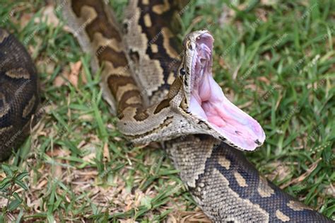 Premium Photo Closeup Of A Southern African Rock Python Yawning